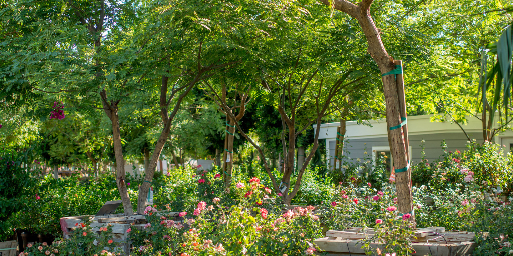 Moon Valley Nursery - Arizona Blog (2)